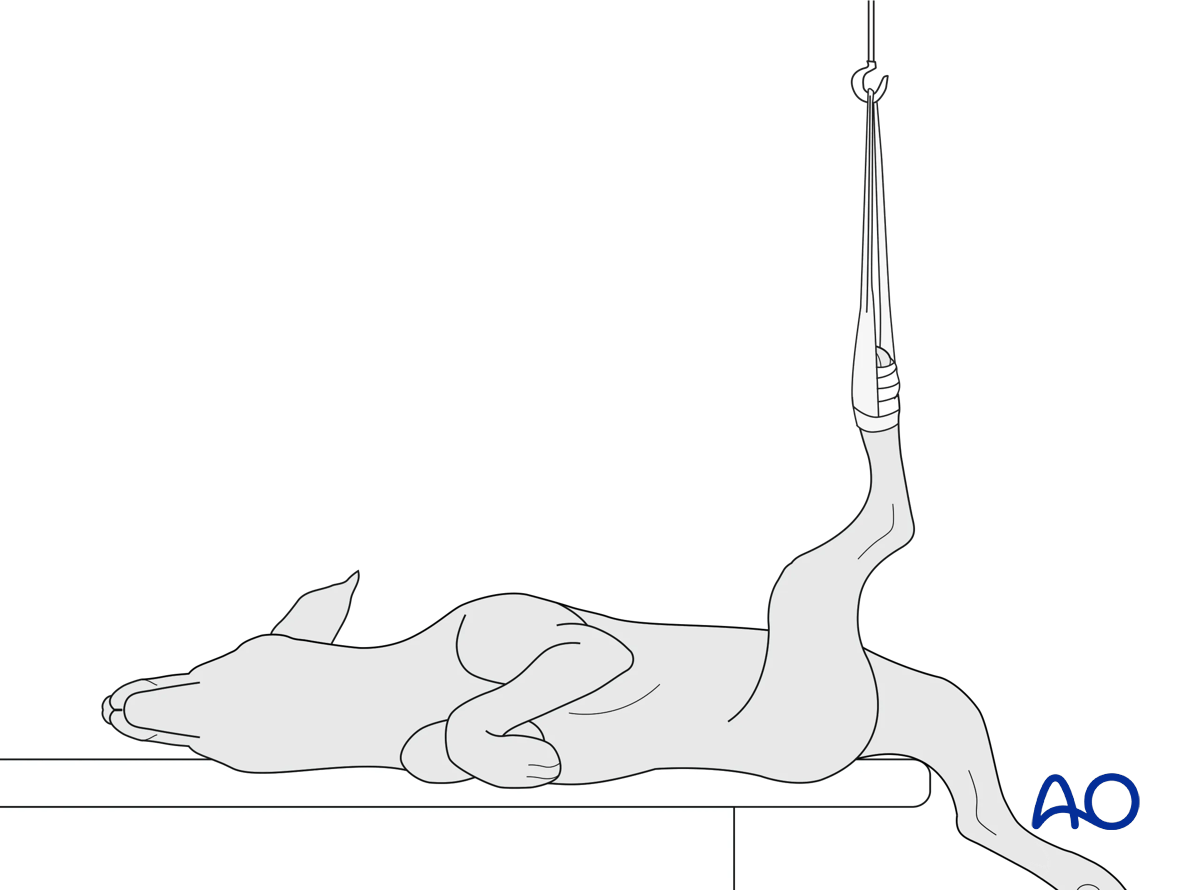 Minimally invasive approach to the dog distal tibia