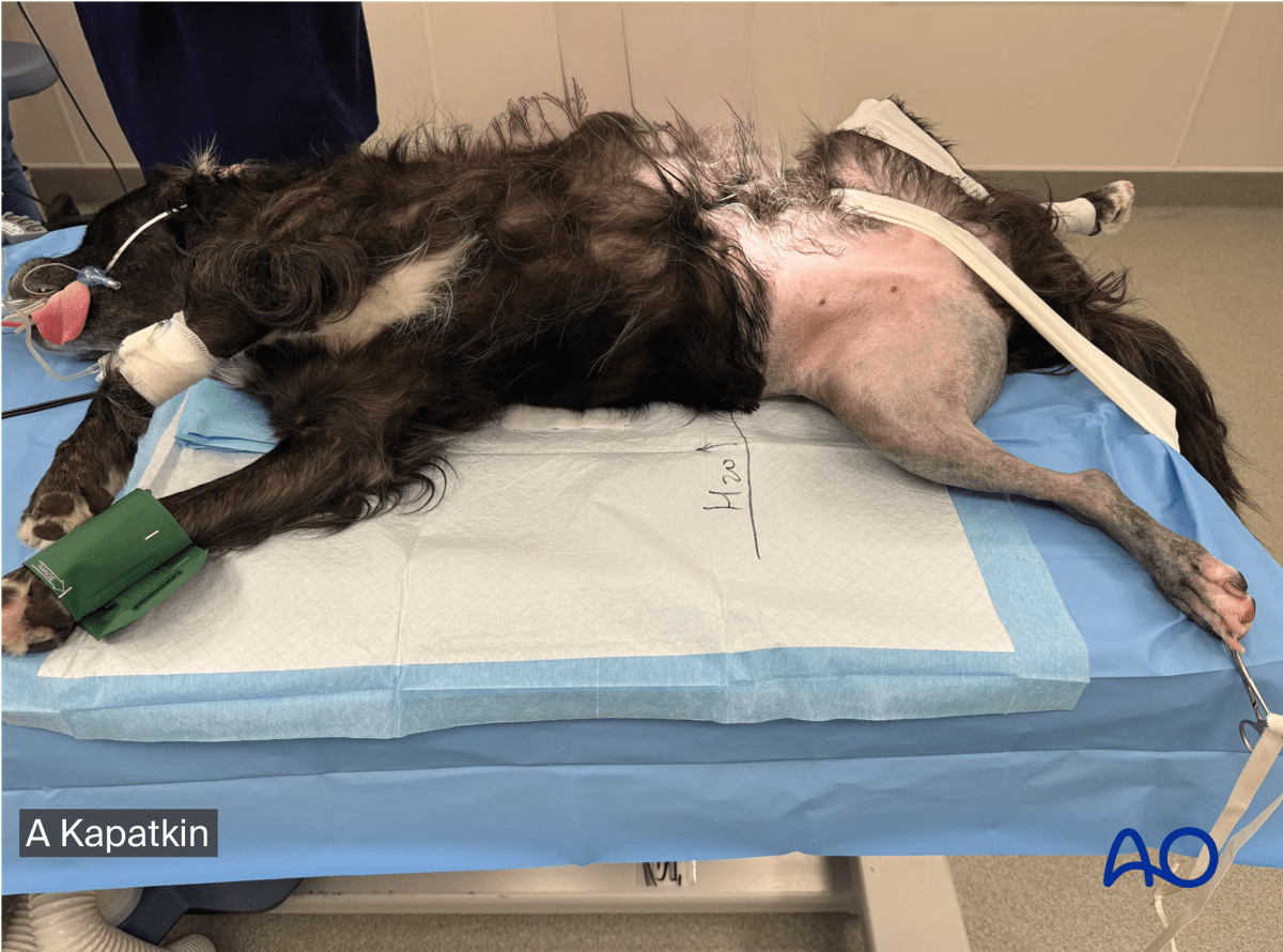 Lateral recumbency position